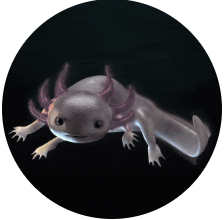 Adopt a Water Monster NFT Rating, Reviews and Details | ICOholder
