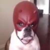 Daredevil Dog (MASK) ICO 評価と詳細 | ICOholder