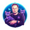 Elon Musks Cat (PUNCHY) ICO Rating, Reviews and Details | ICOholder
