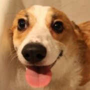 First Doge (FDOGE) ICO Bewertung und Details | ICOholder