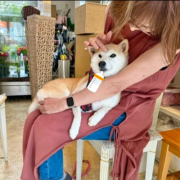 Baby Neiro Doge (BABYNEIRO) ICO beoordeling en details | ICOholder