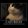 First Cat Meme (CATURDAY) ICO beoordeling en details | ICOholder